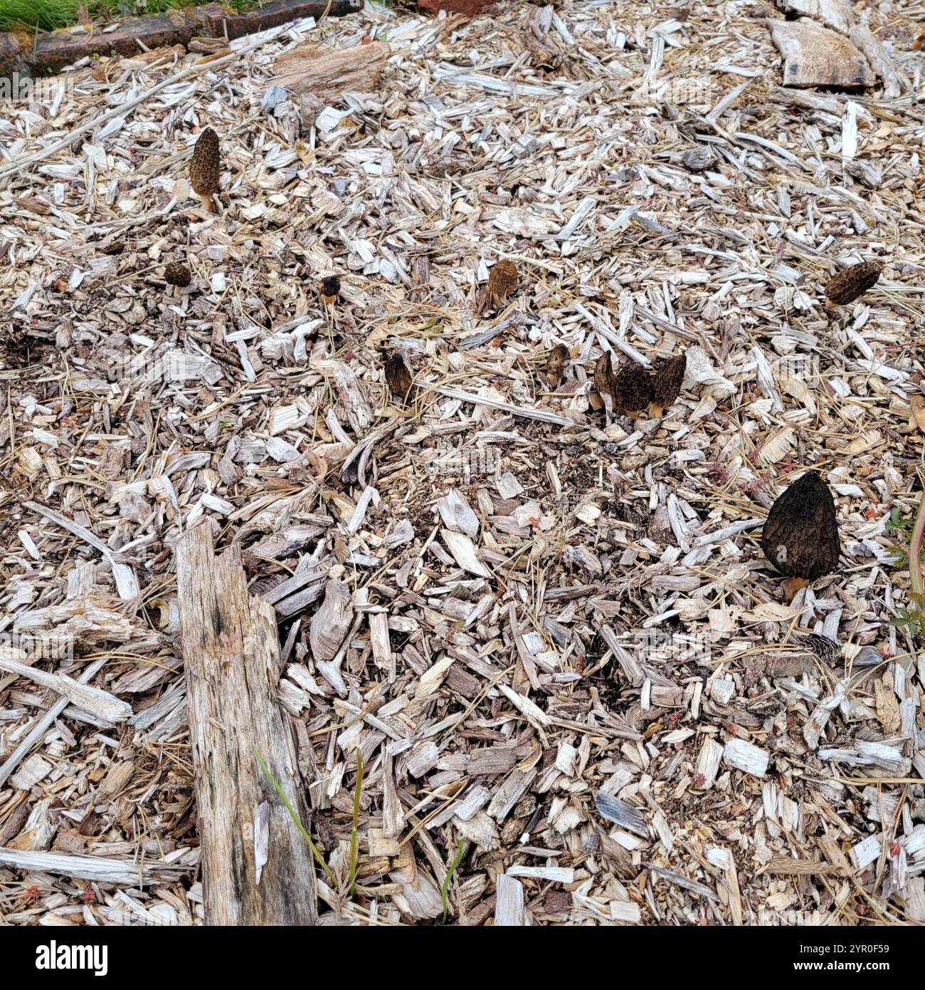 Landscaping Black Morel (Morchella importuna Stock Photo - Alamy