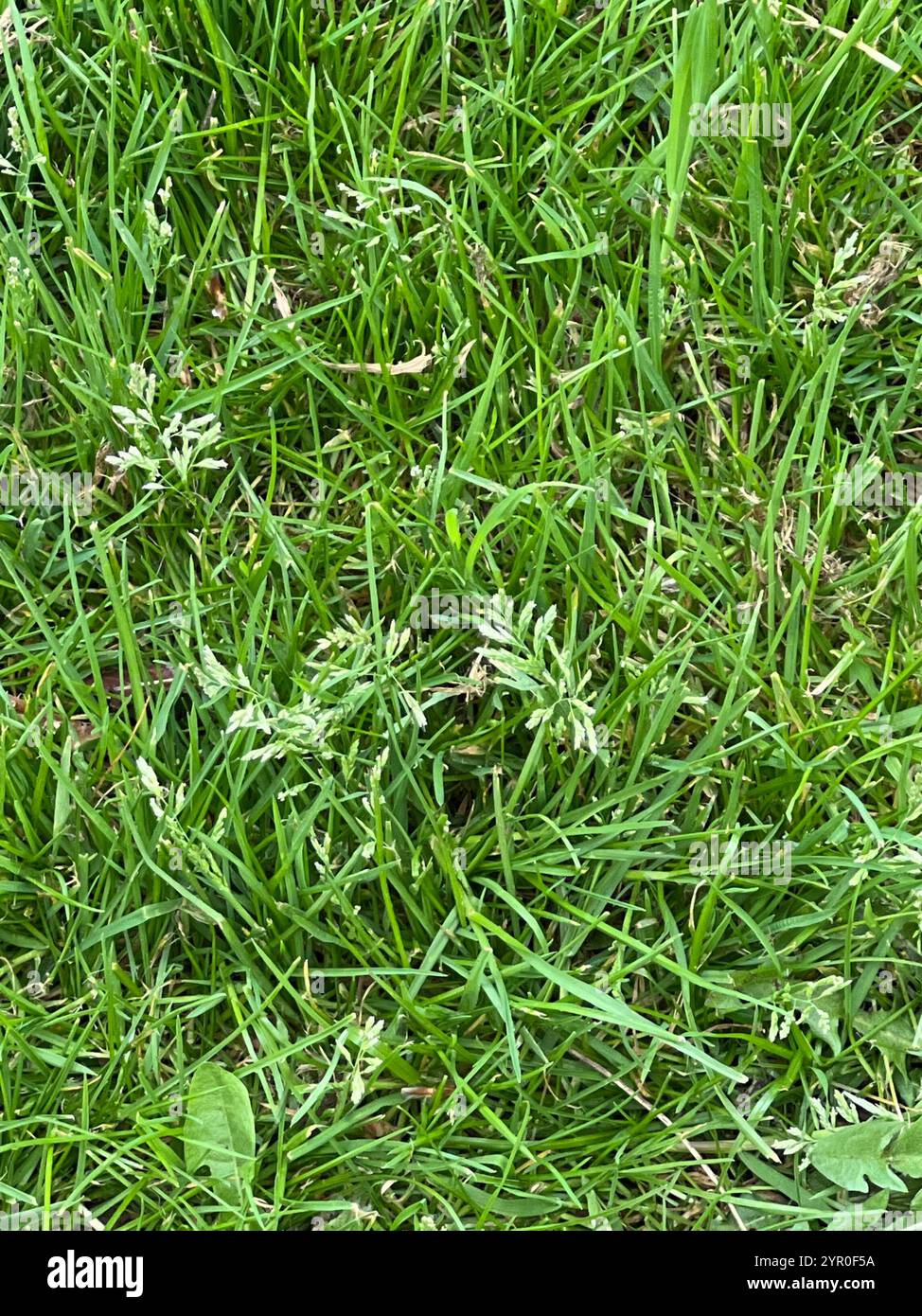 Annual Meadow-grass (Poa annua Stock Photo - Alamy