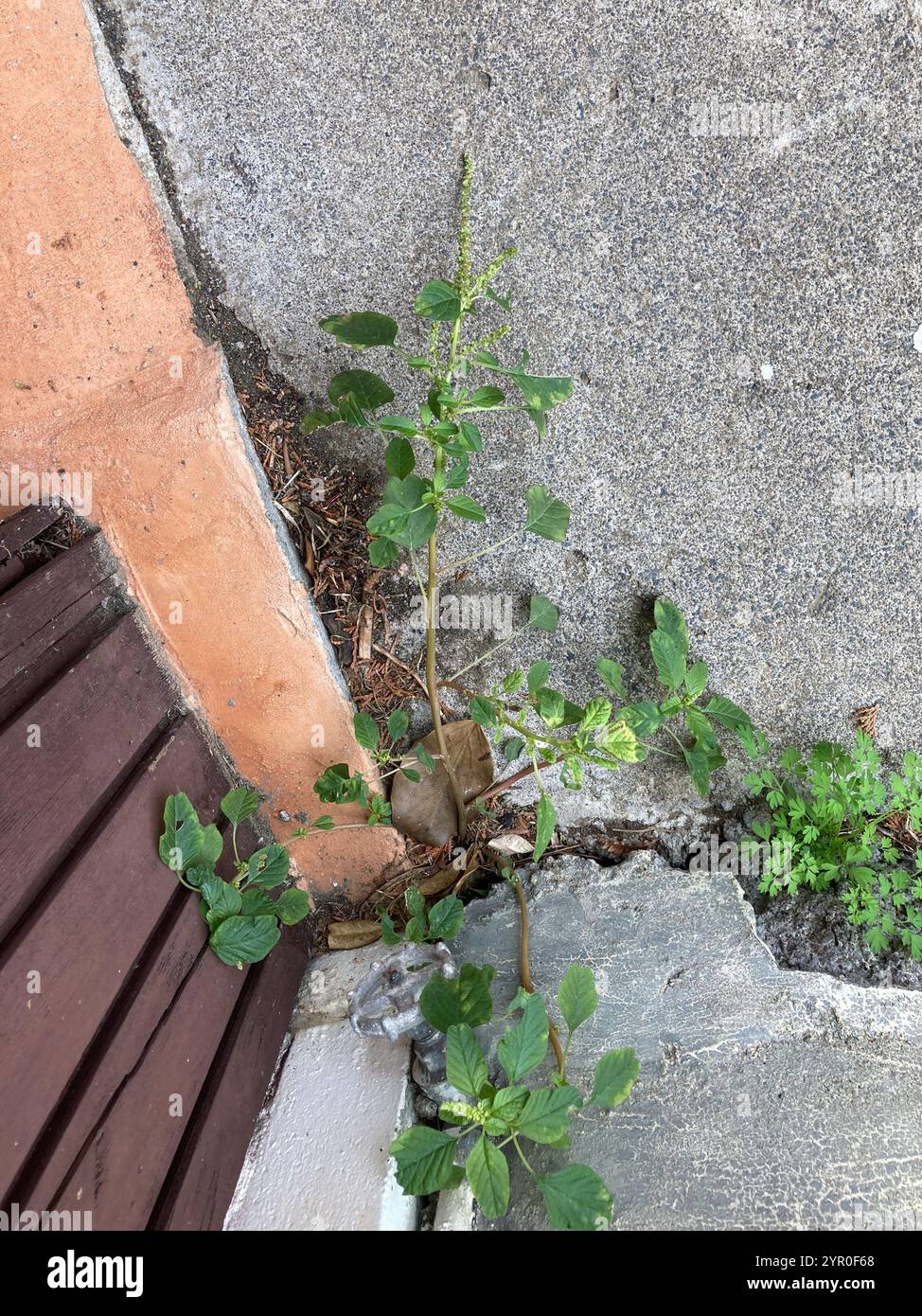 purple amaranth (Amaranthus blitum Stock Photo - Alamy