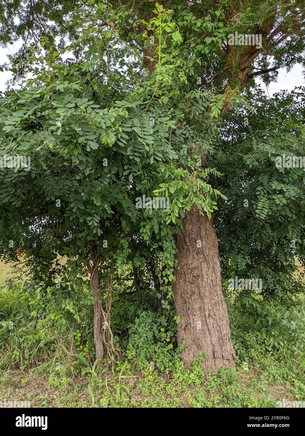 Paperbark Thorn (Vachellia sieberiana Stock Photo - Alamy