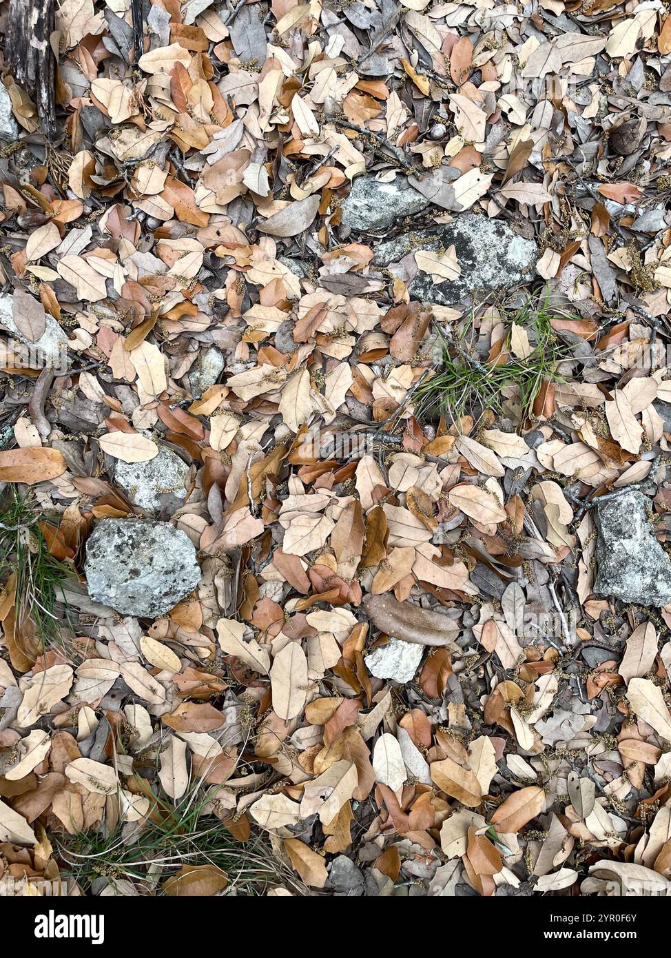 Texas live oak (Quercus fusiformis Stock Photo - Alamy
