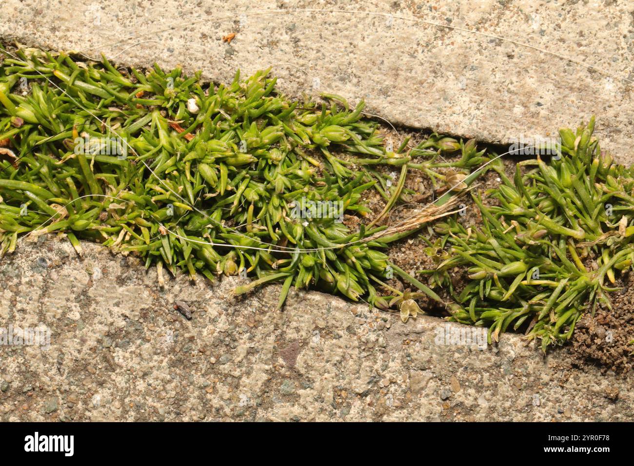 Procumbent Pearlwort (Sagina procumbens Stock Photo - Alamy