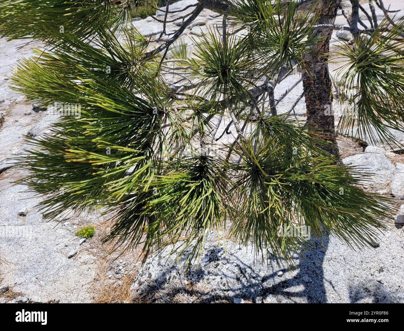 Jeffrey pine (Pinus jeffreyi Stock Photo - Alamy
