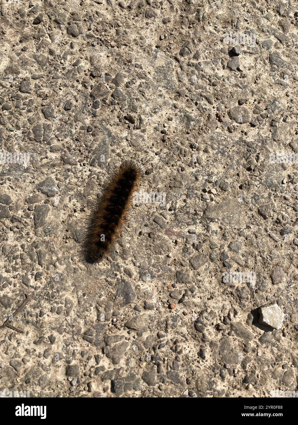 Underwing, Tiger, Tussock, and Allied Moths (Erebidae Stock Photo - Alamy