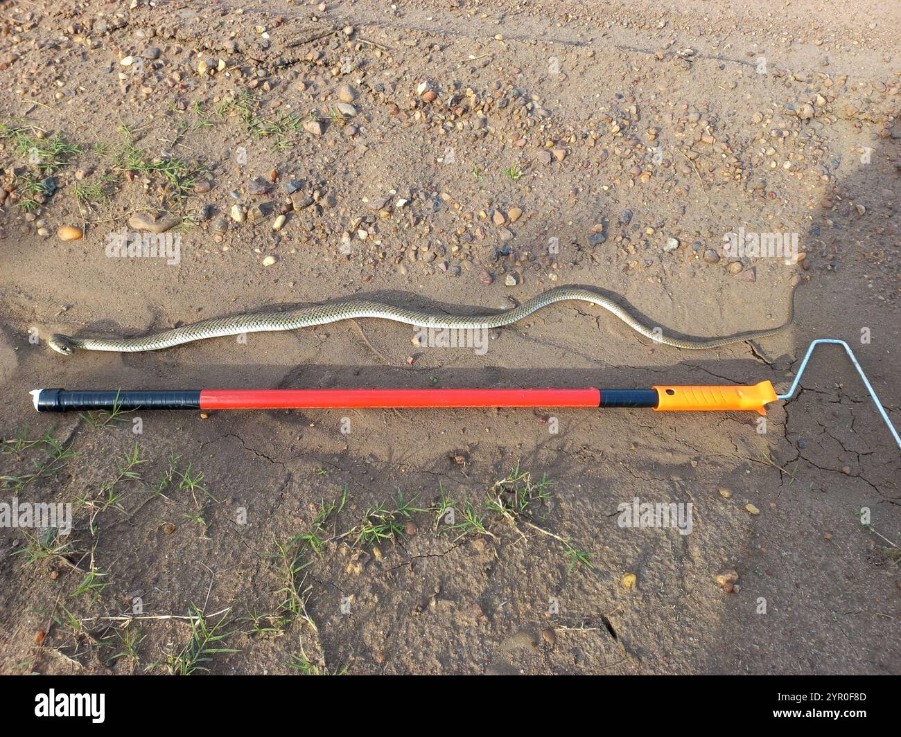 Patagonian Racer (Philodryas patagoniensis Stock Photo - Alamy