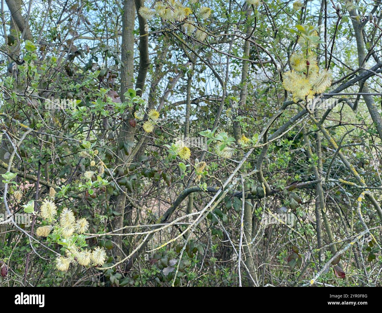 goat willow (Salix caprea Stock Photo - Alamy