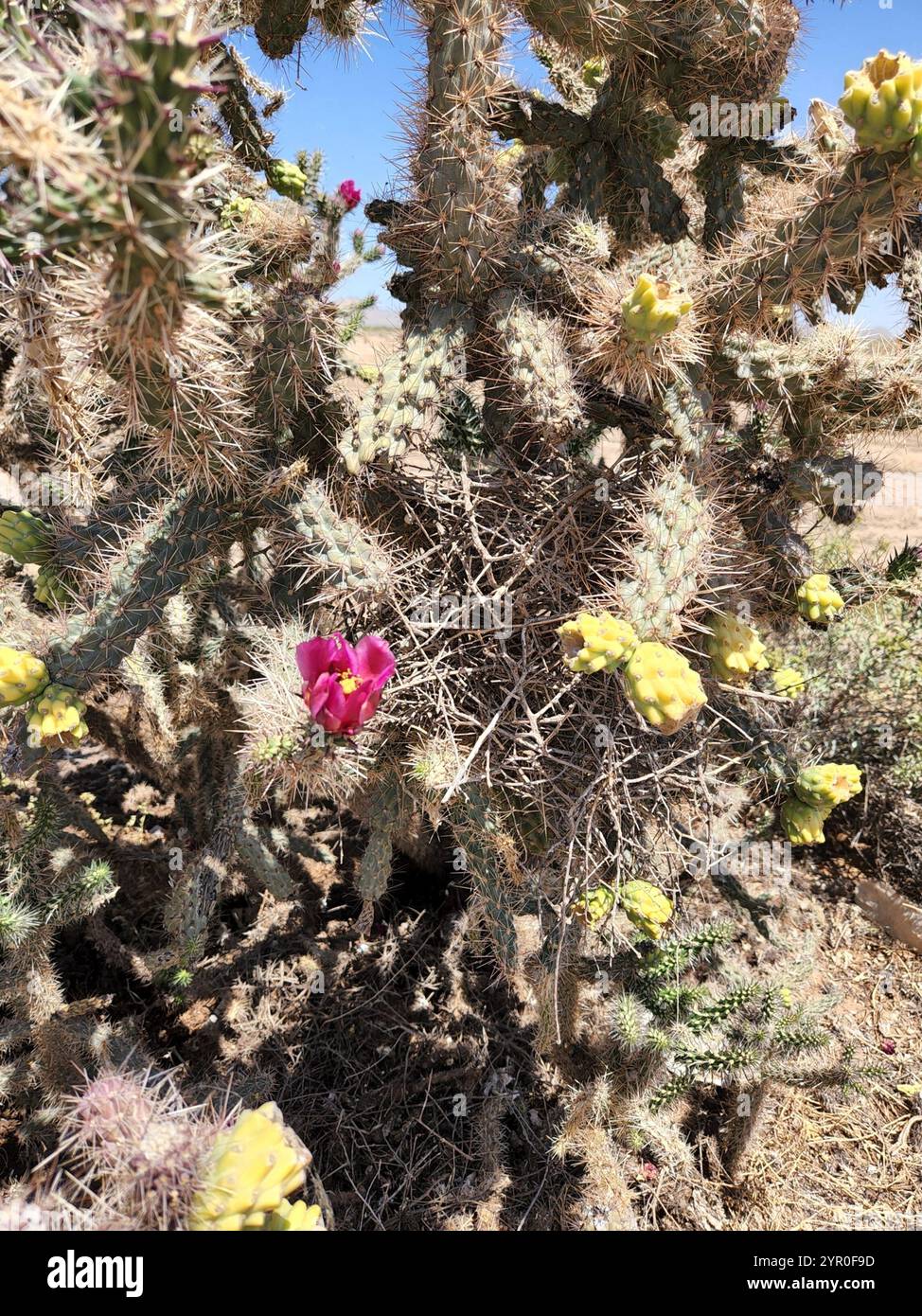 tree cholla (Cylindropuntia imbricata Stock Photo - Alamy