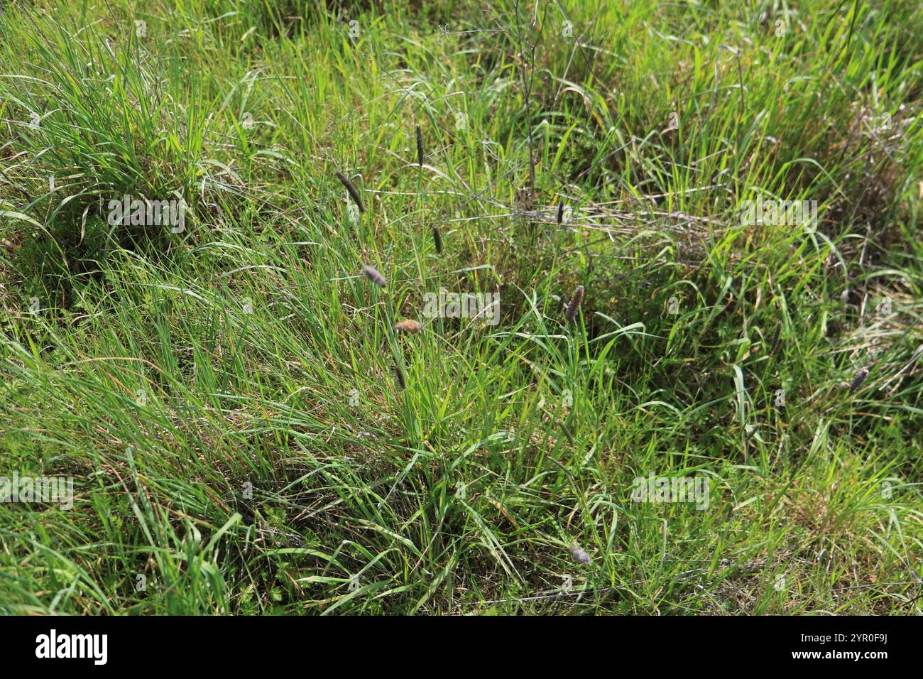 Foxtail grasses (Alopecurus Stock Photo - Alamy
