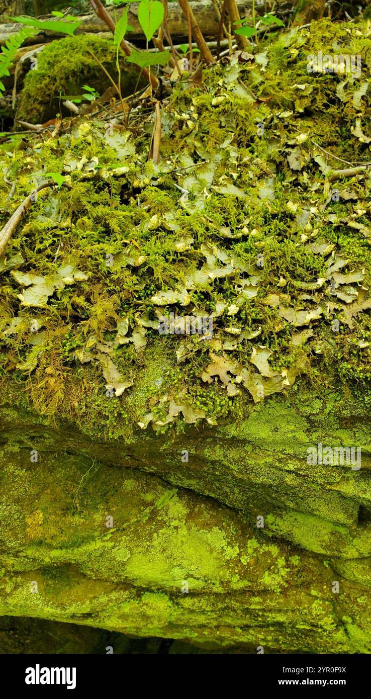 common lichens (Lecanoromycetes Stock Photo - Alamy