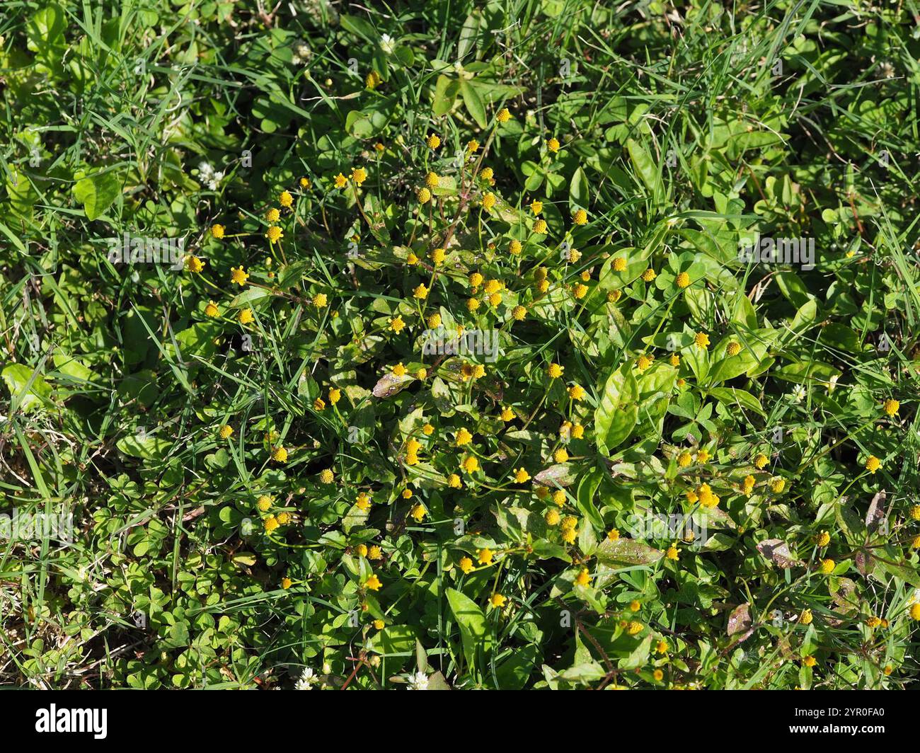 marsh para cress (Acmella uliginosa Stock Photo - Alamy