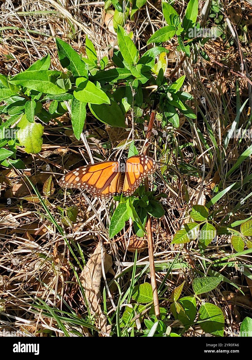 Monarch (Danaus plexippus Stock Photo - Alamy
