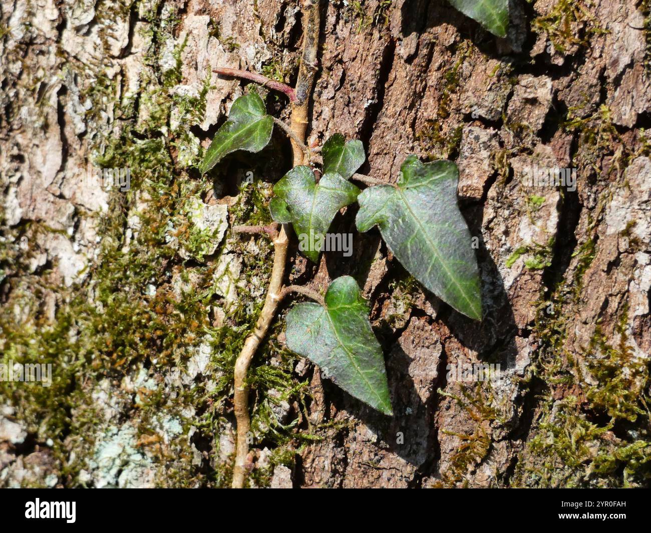 common ivy (Hedera helix Stock Photo - Alamy