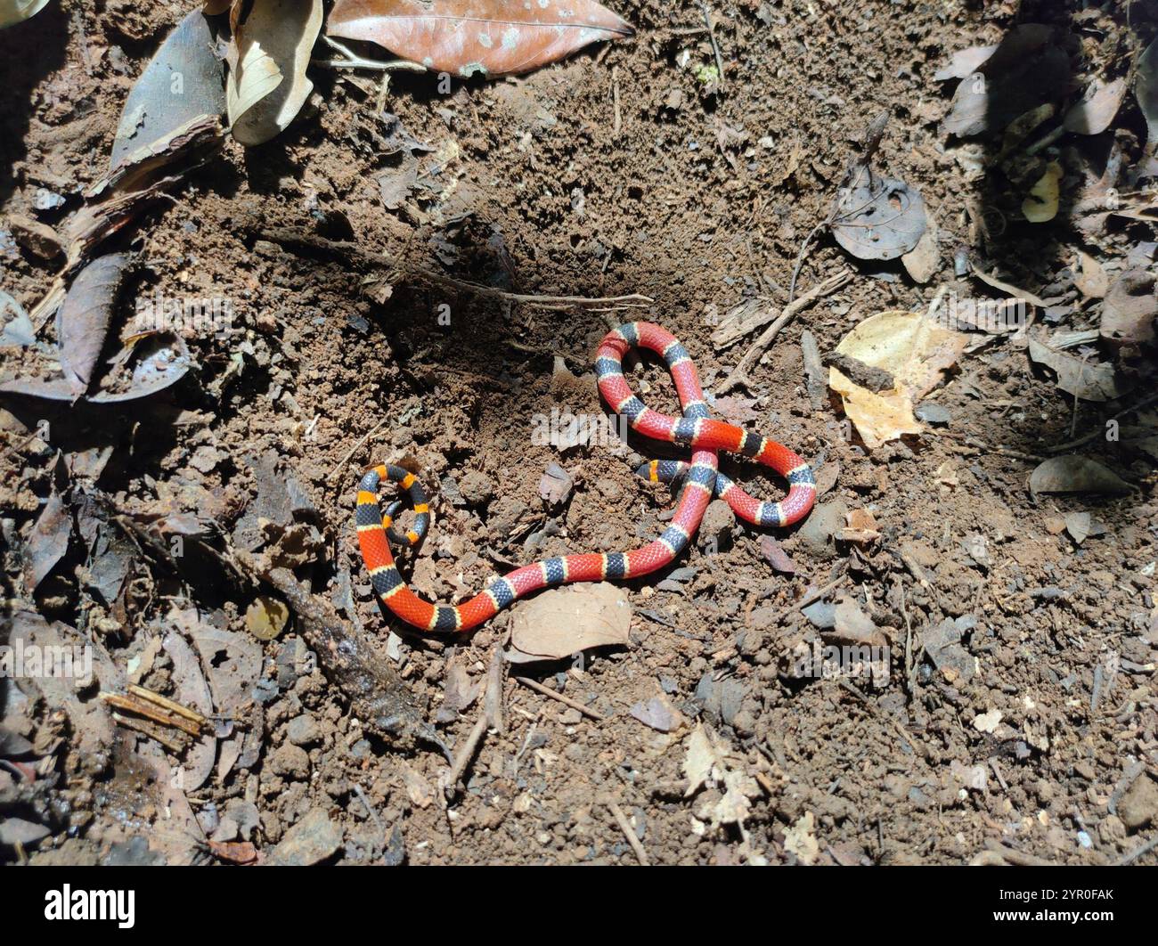 Central American Coralsnake (Micrurus nigrocinctus Stock Photo - Alamy