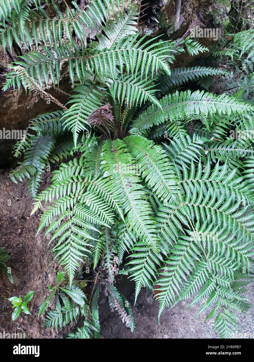 silver fern (Cyathea dealbata Stock Photo - Alamy