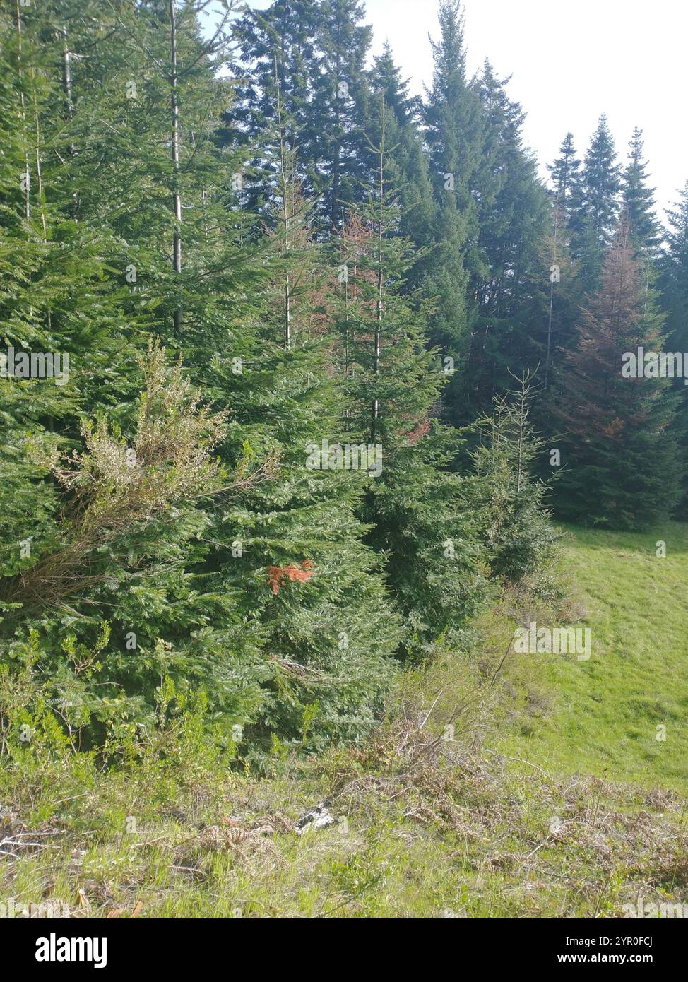 grand fir (Abies grandis Stock Photo - Alamy