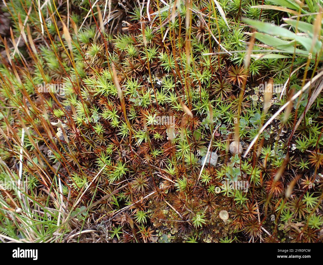 juniper haircap moss (Polytrichum juniperinum Stock Photo - Alamy