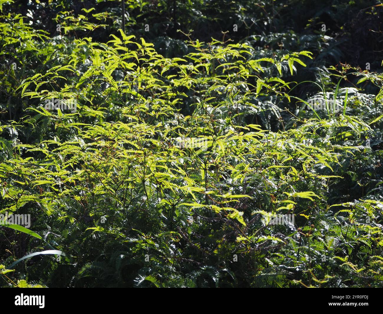 false staghorn fern (Dicranopteris linearis Stock Photo - Alamy