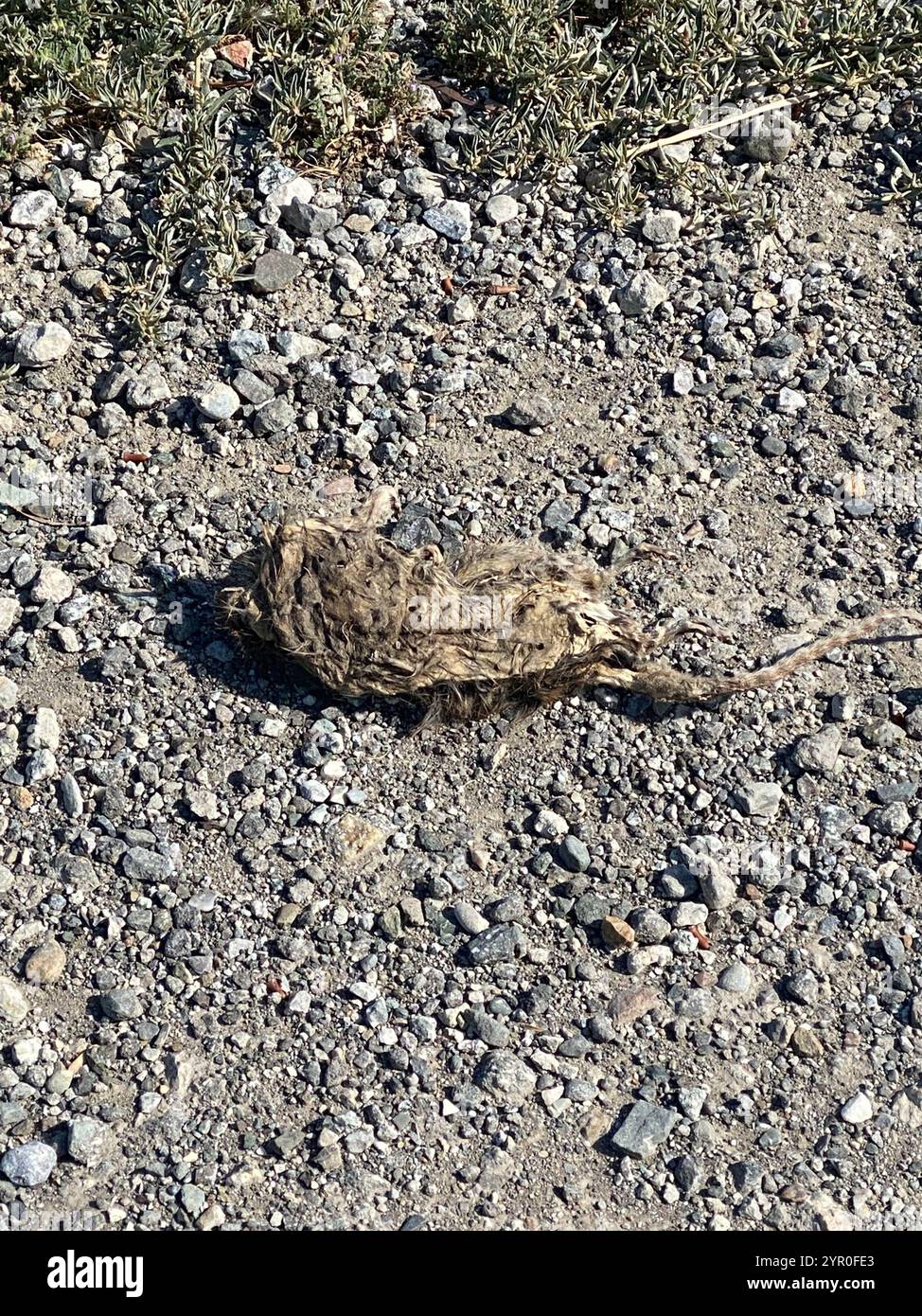 Dusky-footed Woodrat (Neotoma fuscipes Stock Photo - Alamy