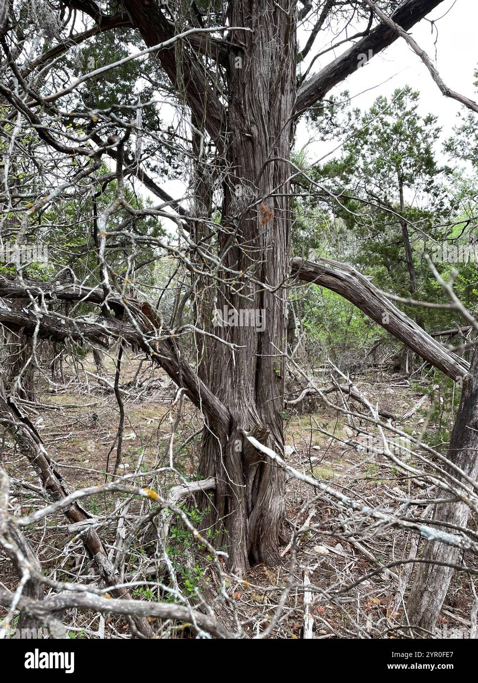 Ashe juniper (Juniperus ashei Stock Photo - Alamy