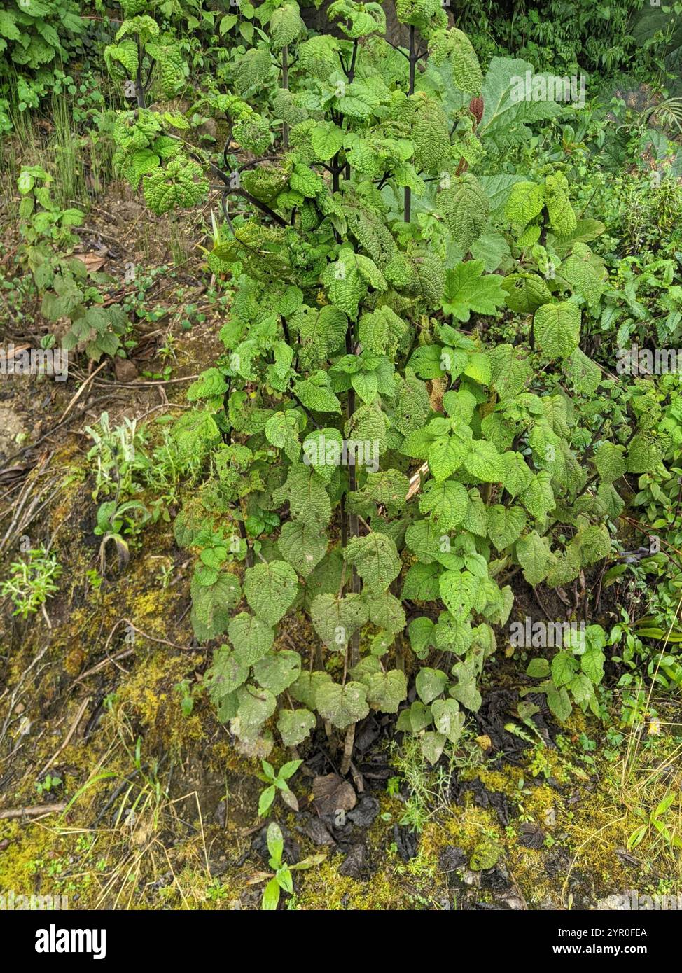 nettle family (Urticaceae Stock Photo - Alamy
