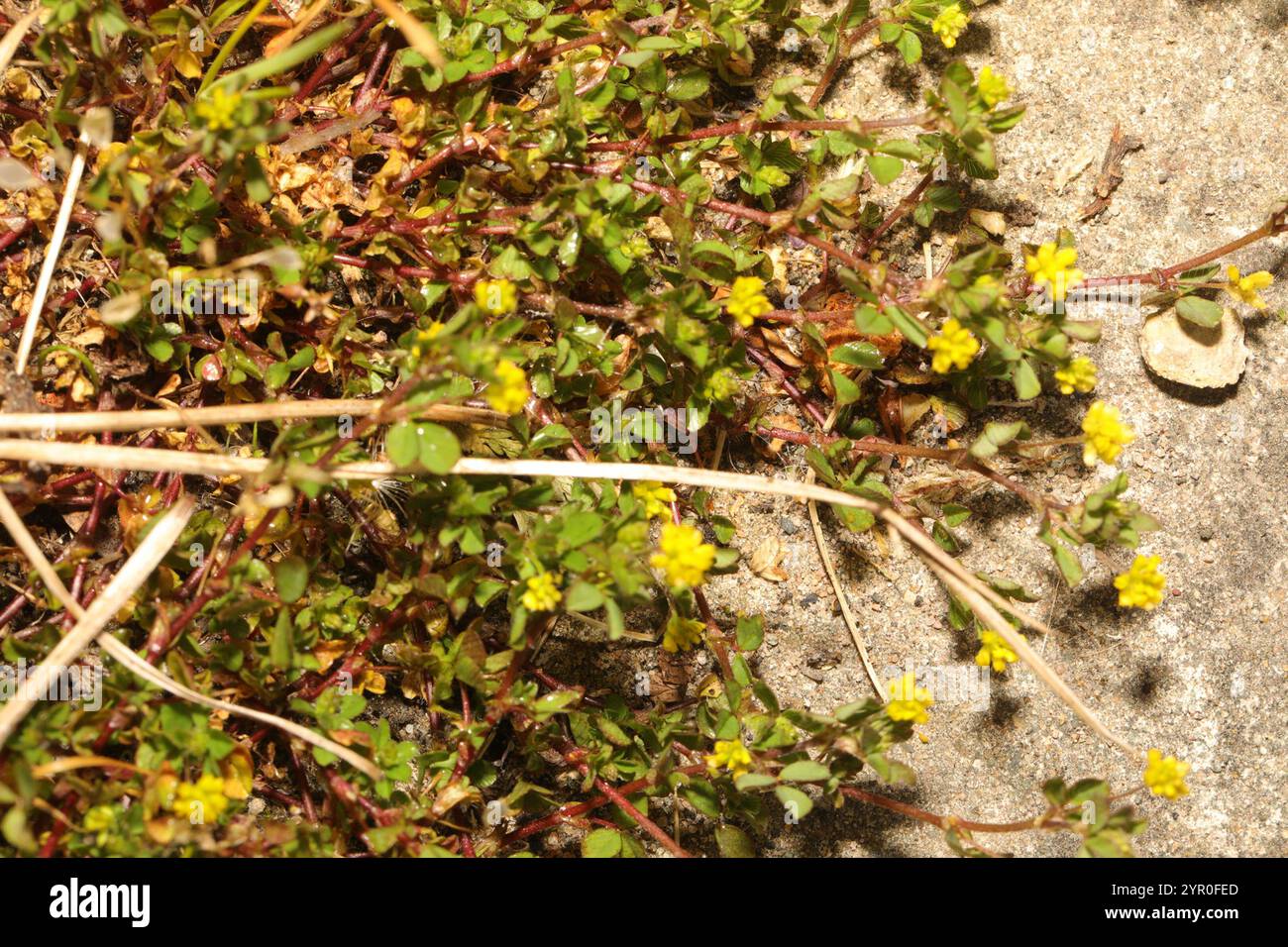 Lesser hop trefoil (Trifolium dubium Stock Photo - Alamy