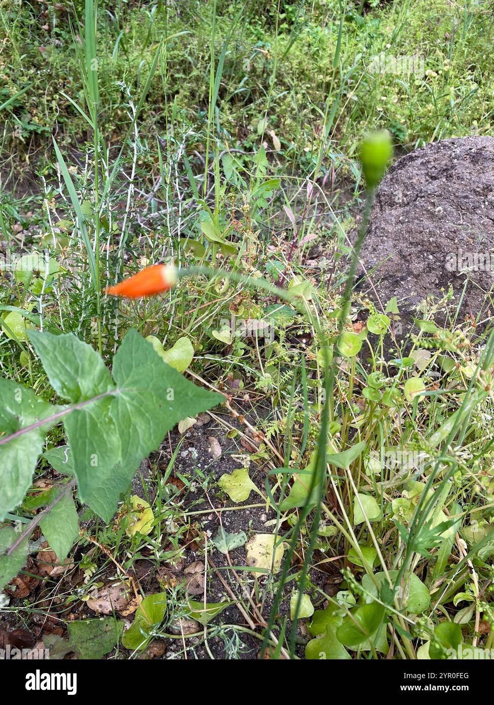 fire poppy (Papaver californicum Stock Photo - Alamy