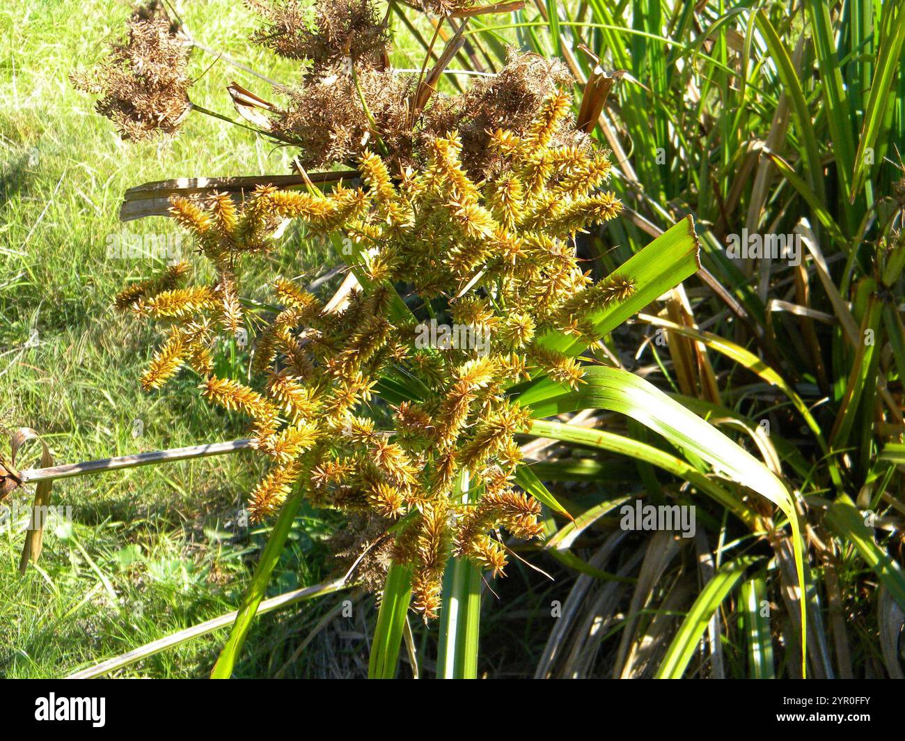 Cyperus dives hi-res stock photography and images - Alamy