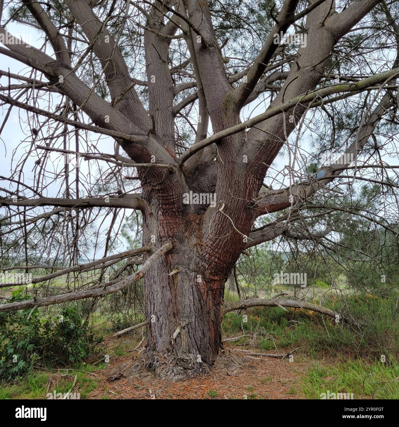 Torrey pine (Pinus torreyana Stock Photo - Alamy