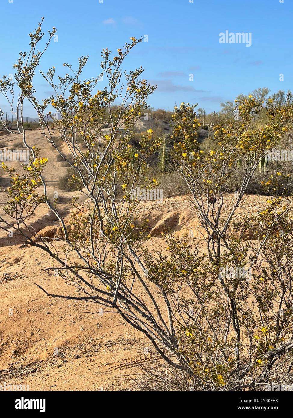 Creosote Bush (Larrea tridentata Stock Photo - Alamy