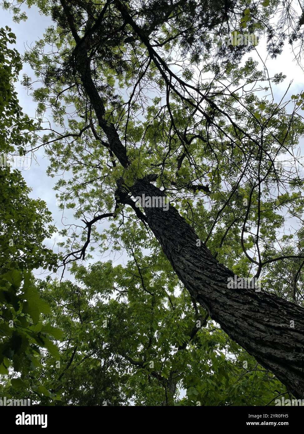 Arizona black walnut (Juglans major Stock Photo - Alamy