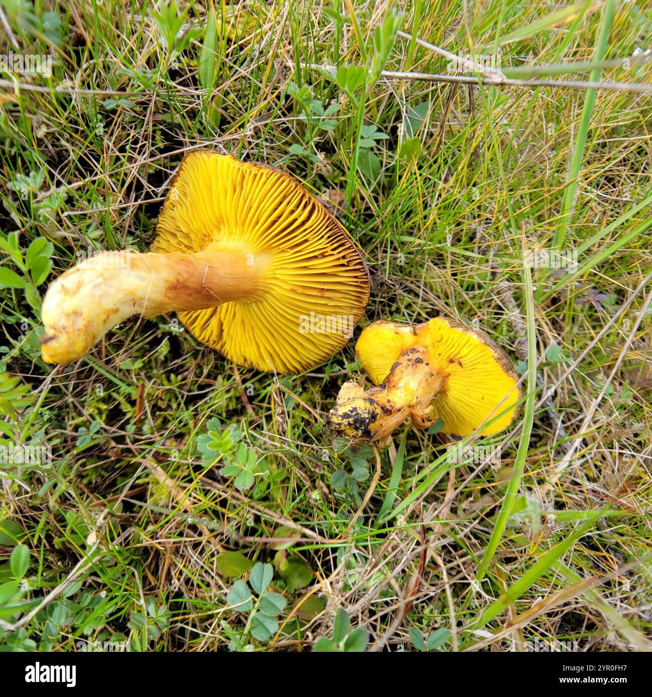 Western Gilled Bolete (Phylloporus arenicola Stock Photo - Alamy