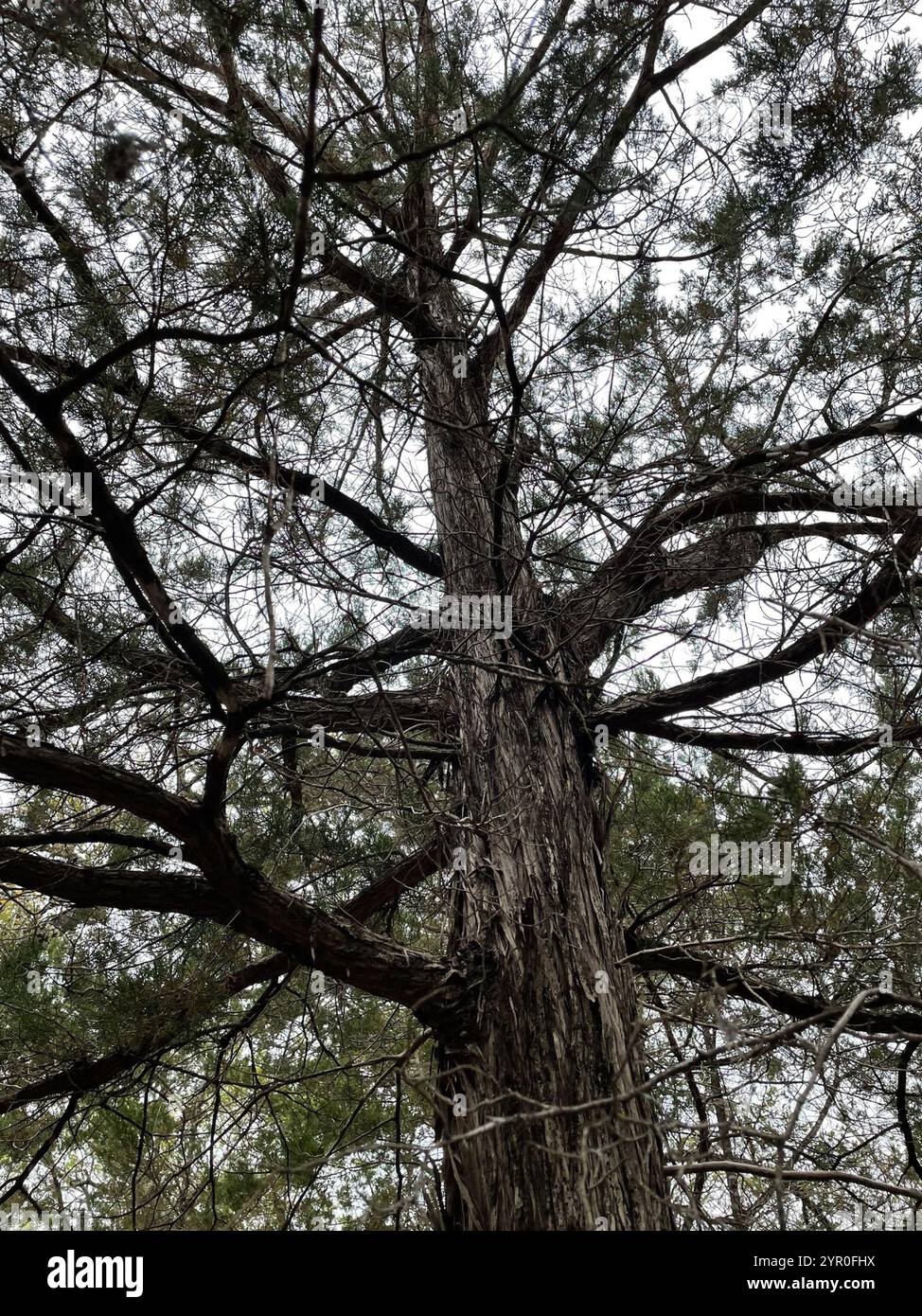 Ashe juniper (Juniperus ashei Stock Photo - Alamy