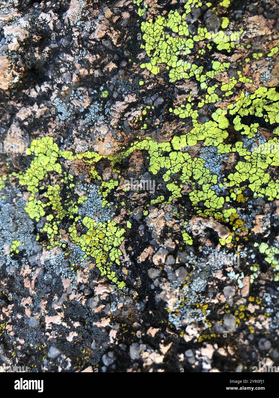 Earthscale Lichens (Placidium Stock Photo - Alamy