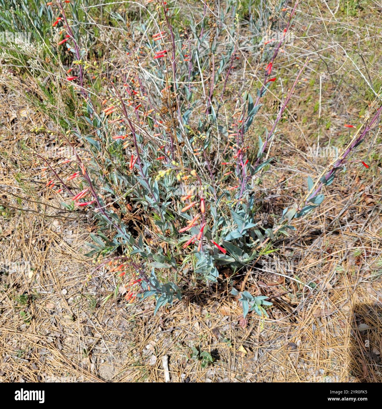 scarlet bugler (Penstemon centranthifolius Stock Photo - Alamy