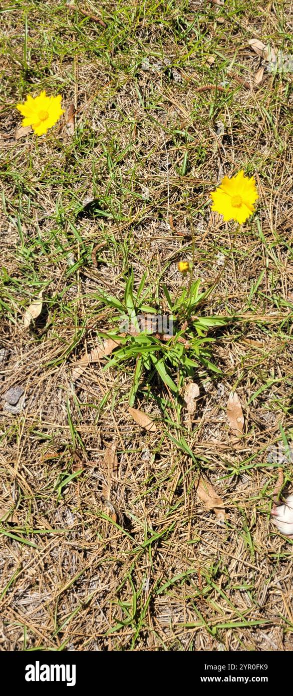 Lance-leaved Coreopsis (Coreopsis lanceolata Stock Photo - Alamy