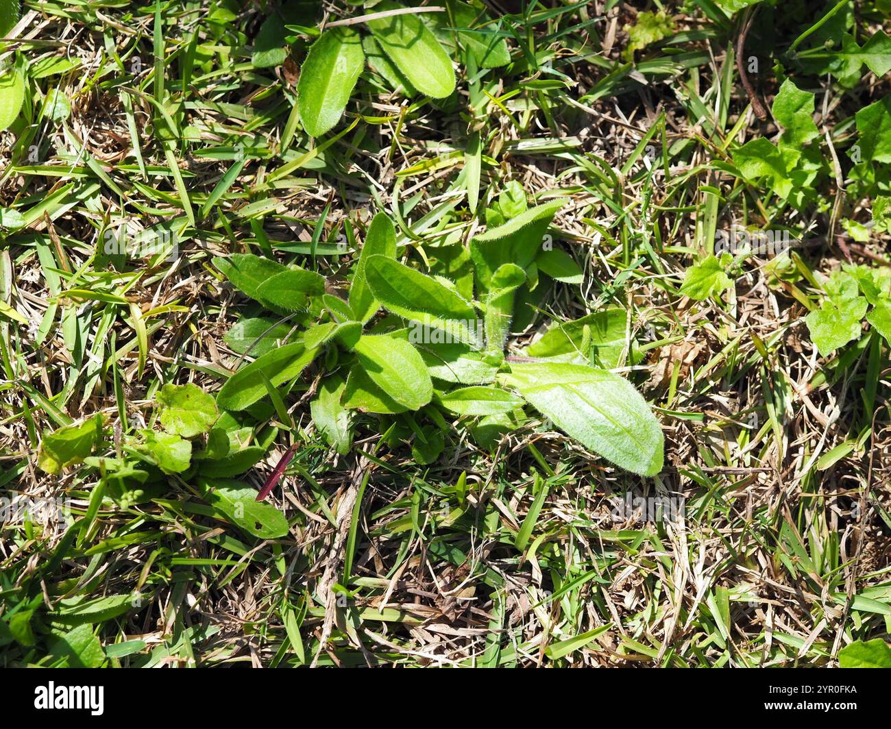 dwarf plantain (Plantago virginica Stock Photo - Alamy
