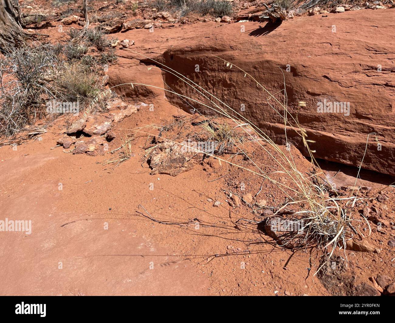 Sideoats Grama (Bouteloua curtipendula Stock Photo - Alamy
