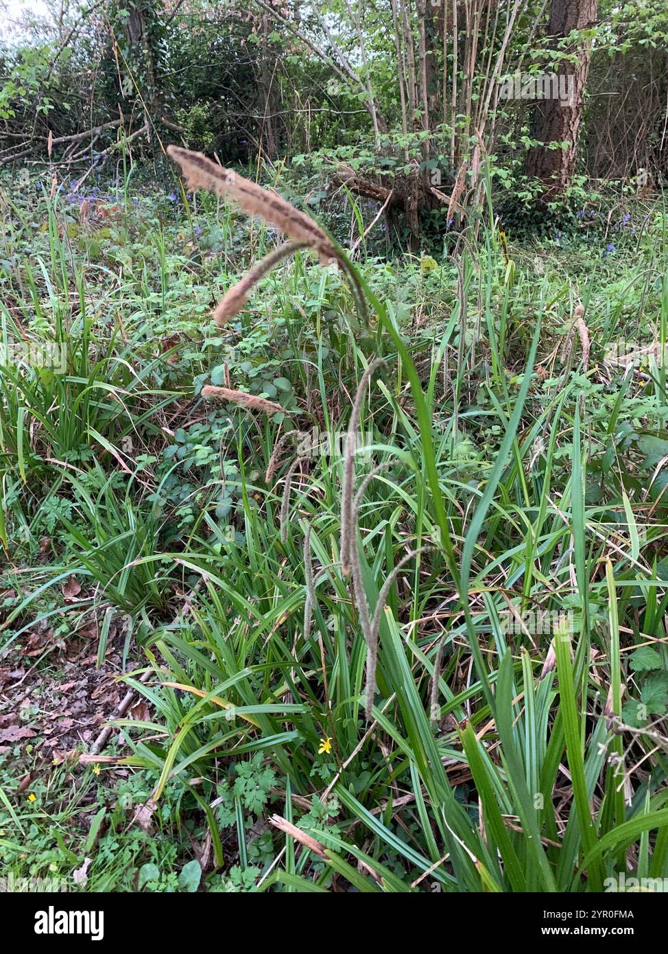 Hanging sedge (Carex pendula Stock Photo - Alamy