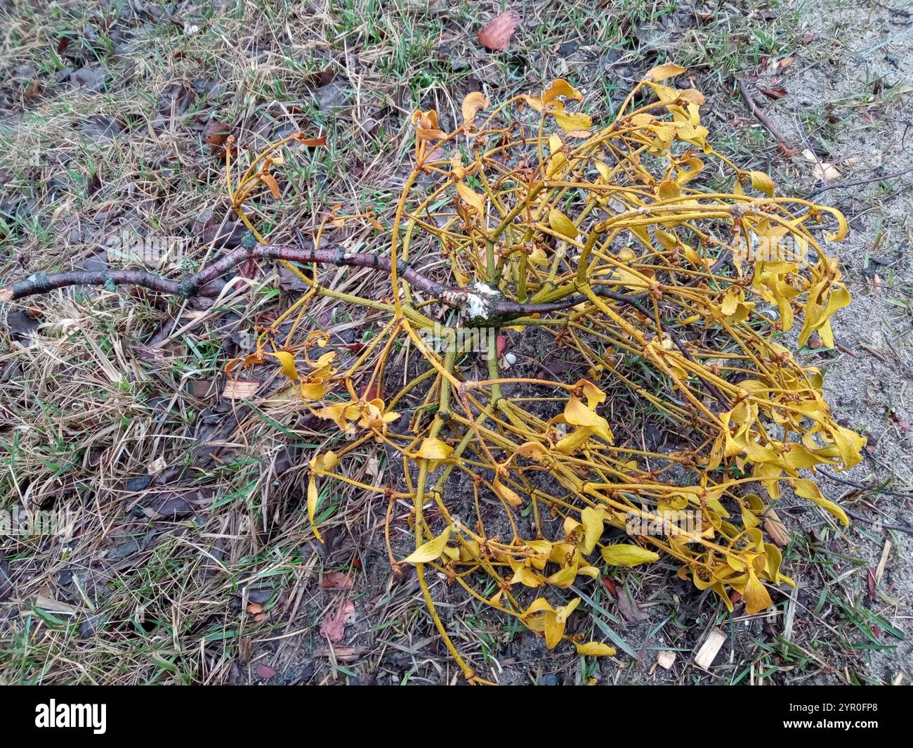 European mistletoe (Viscum album Stock Photo - Alamy