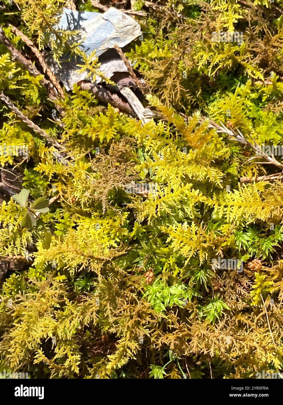 delicate fern moss (Thuidium delicatulum Stock Photo - Alamy