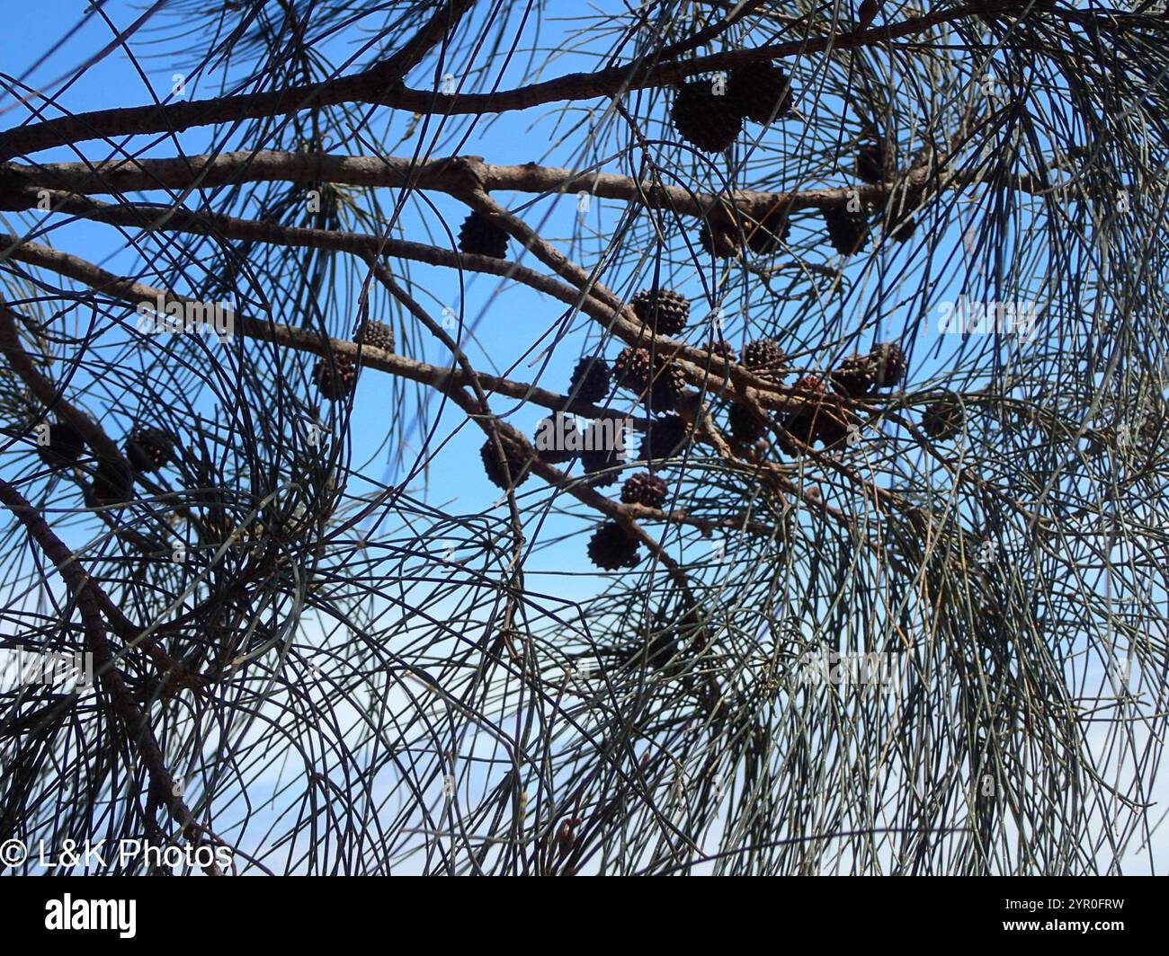 Drooping She-oak (Allocasuarina verticillata Stock Photo - Alamy