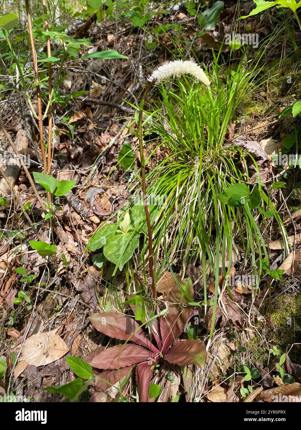 devil's bit (Chamaelirium luteum Stock Photo - Alamy