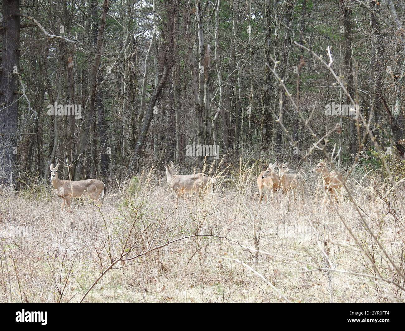 White-tailed Deer (Odocoileus virginianus Stock Photo - Alamy