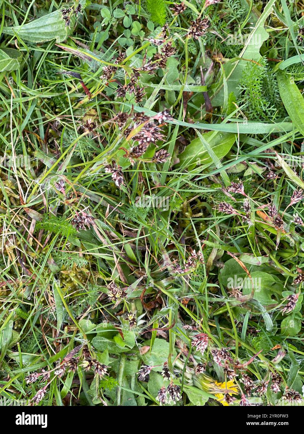 Field woodrush (Luzula campestris Stock Photo - Alamy