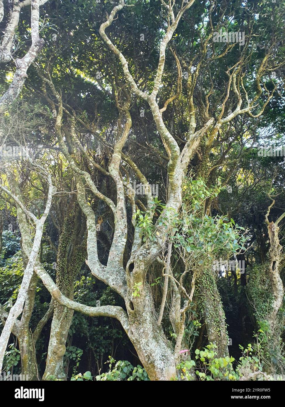 Mahoe melicytus ramiflorus hi-res stock photography and images - Alamy