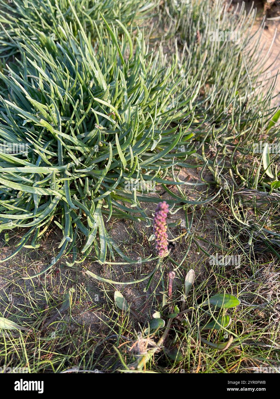 common arrowgrass (Triglochin maritima Stock Photo - Alamy