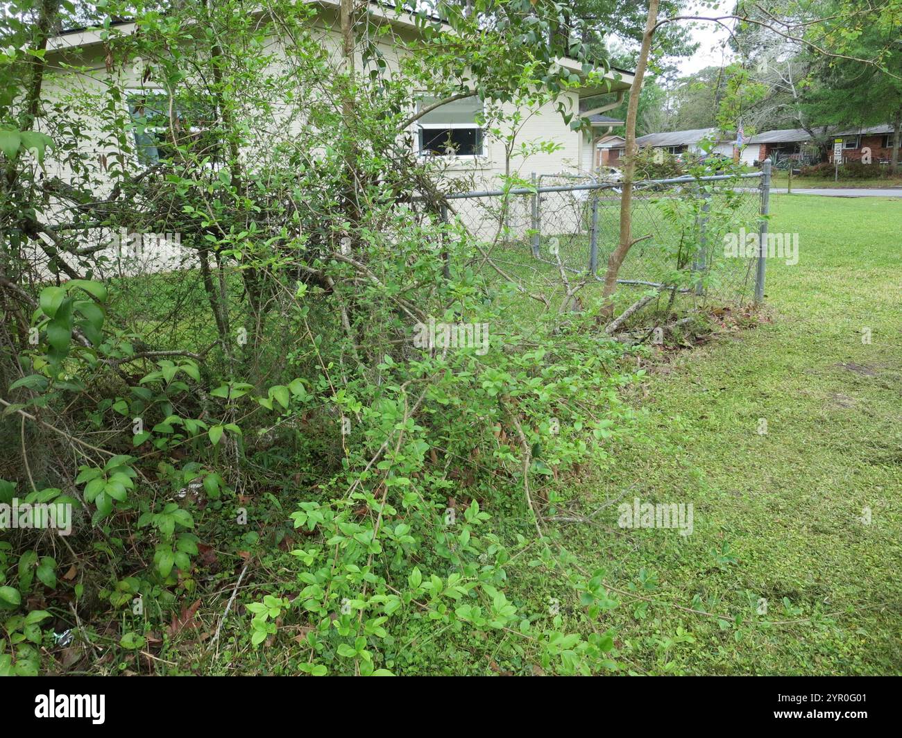 Chinese privet (Ligustrum sinense Stock Photo - Alamy