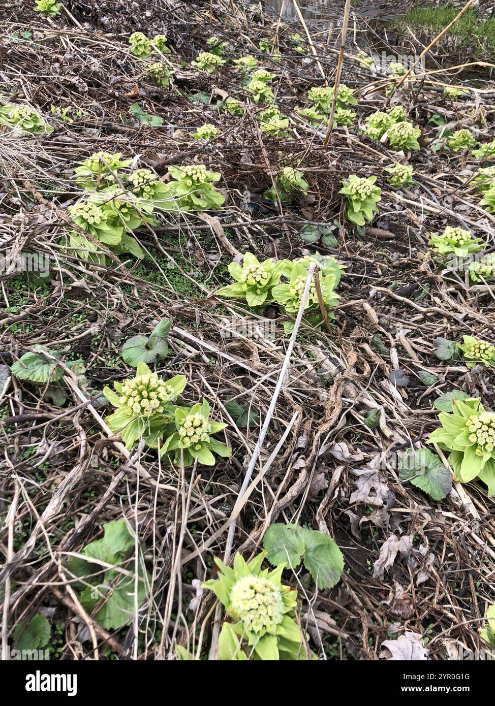 Giant Butterbur (Petasites japonicus Stock Photo - Alamy