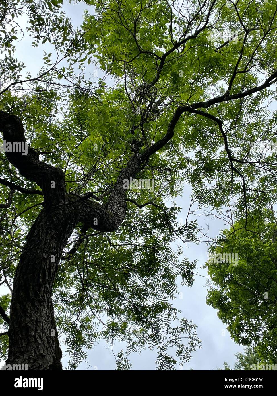 Arizona black walnut (Juglans major Stock Photo - Alamy