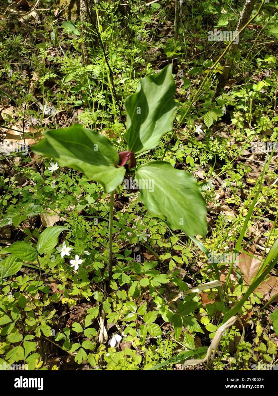 prairie trillium (Trillium recurvatum Stock Photo - Alamy